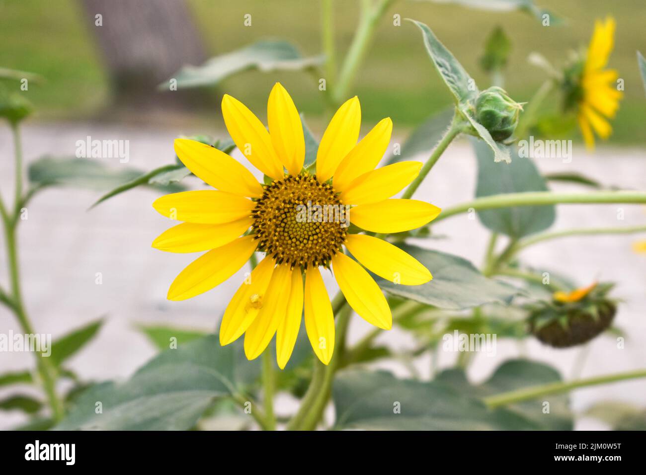 Common sunflower along with its family in the garden. Beautiful ...