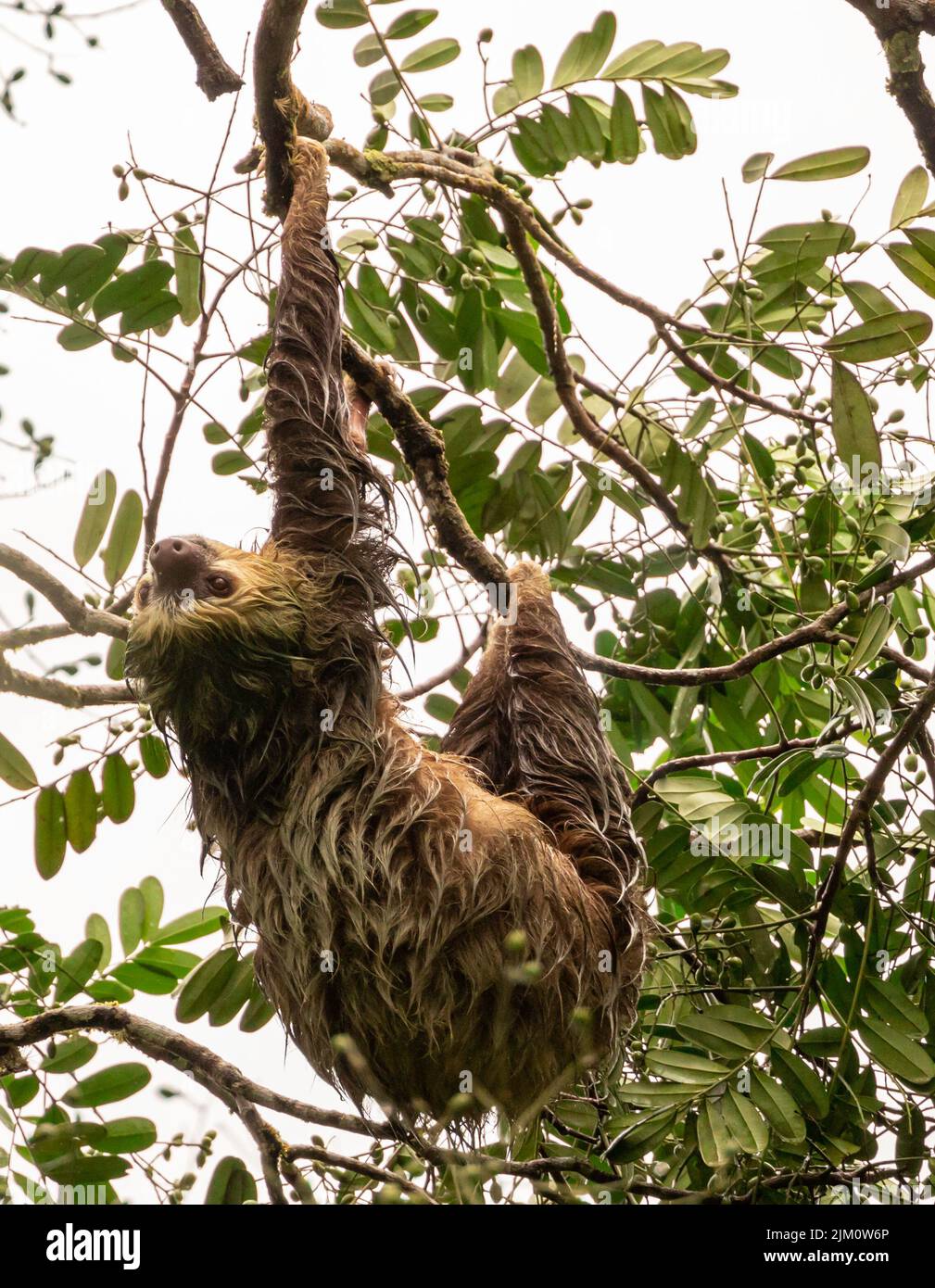 Dead Sloth
