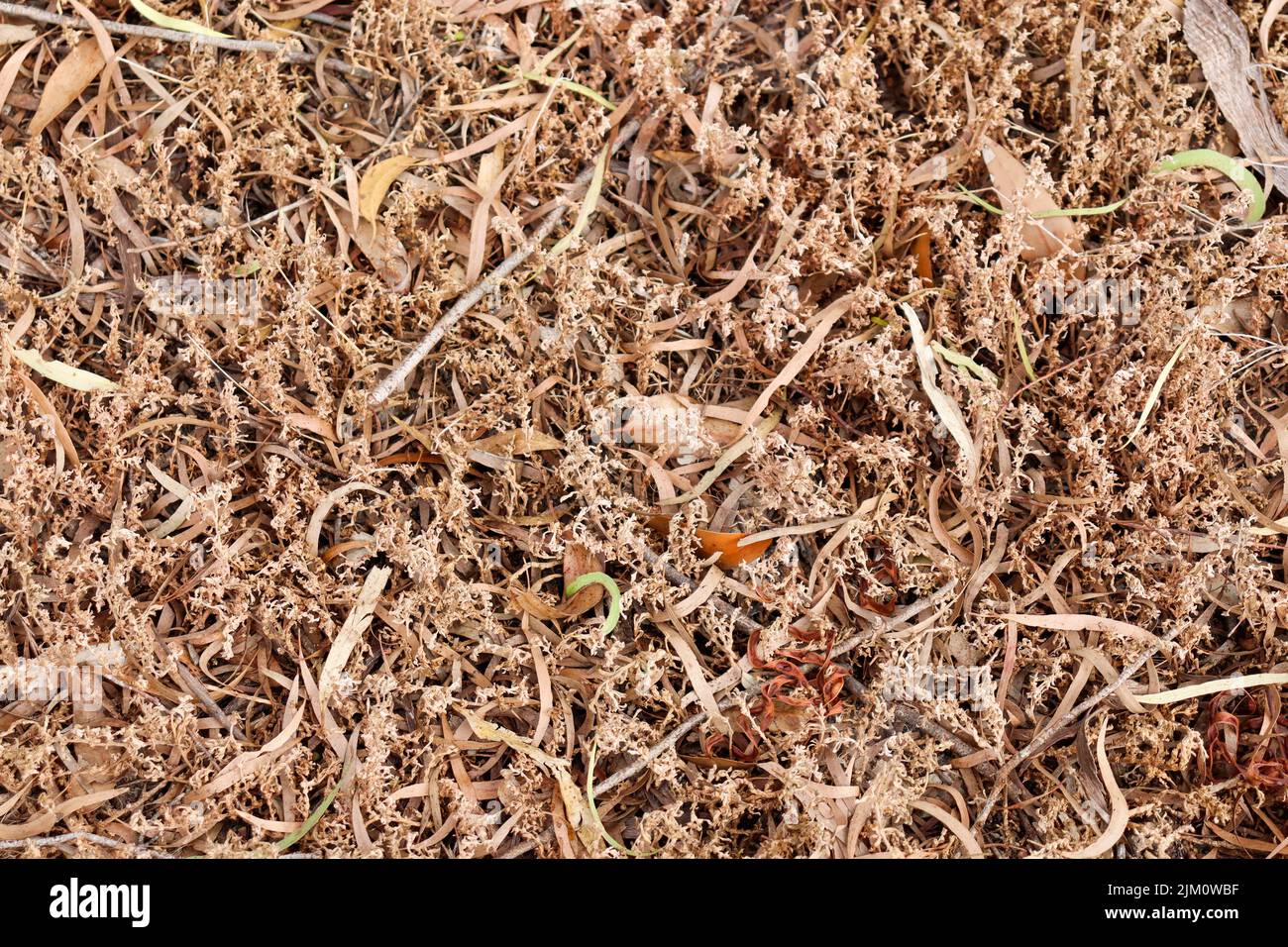 full frame of ground in bushland with dry vegetation and eucalyptus ...
