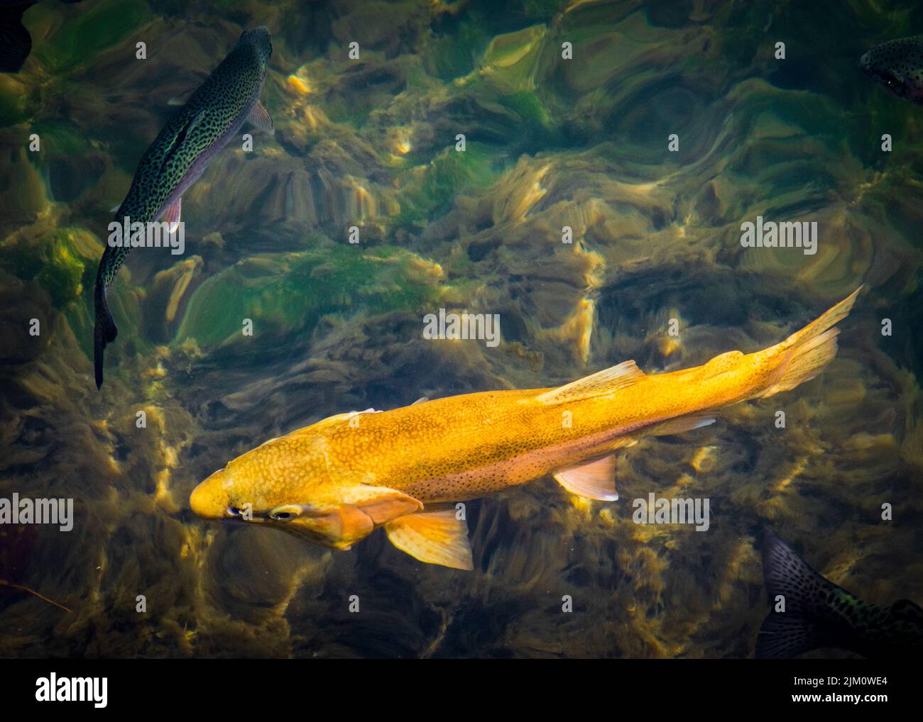 Orange color fish hi-res stock photography and images - Alamy