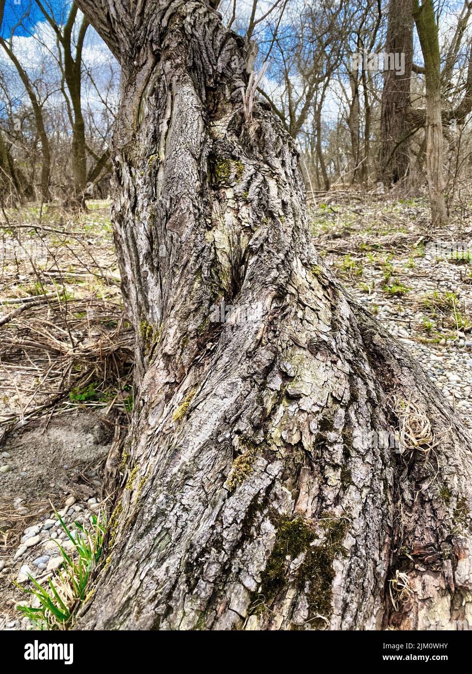 A vertical closeup shot of an old tree trunk with chipped bark Stock ...
