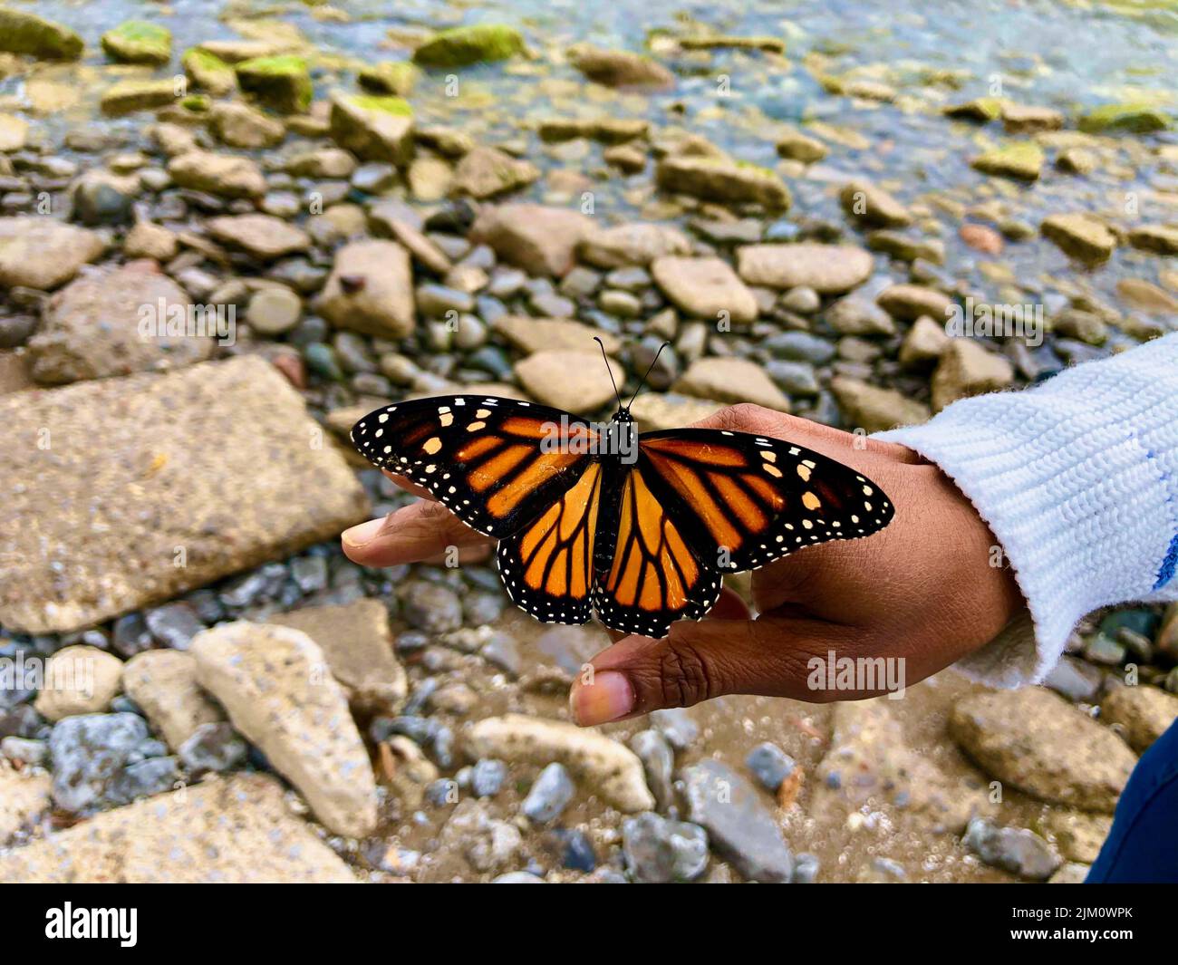 Hand holding bug hi-res stock photography and images - Alamy
