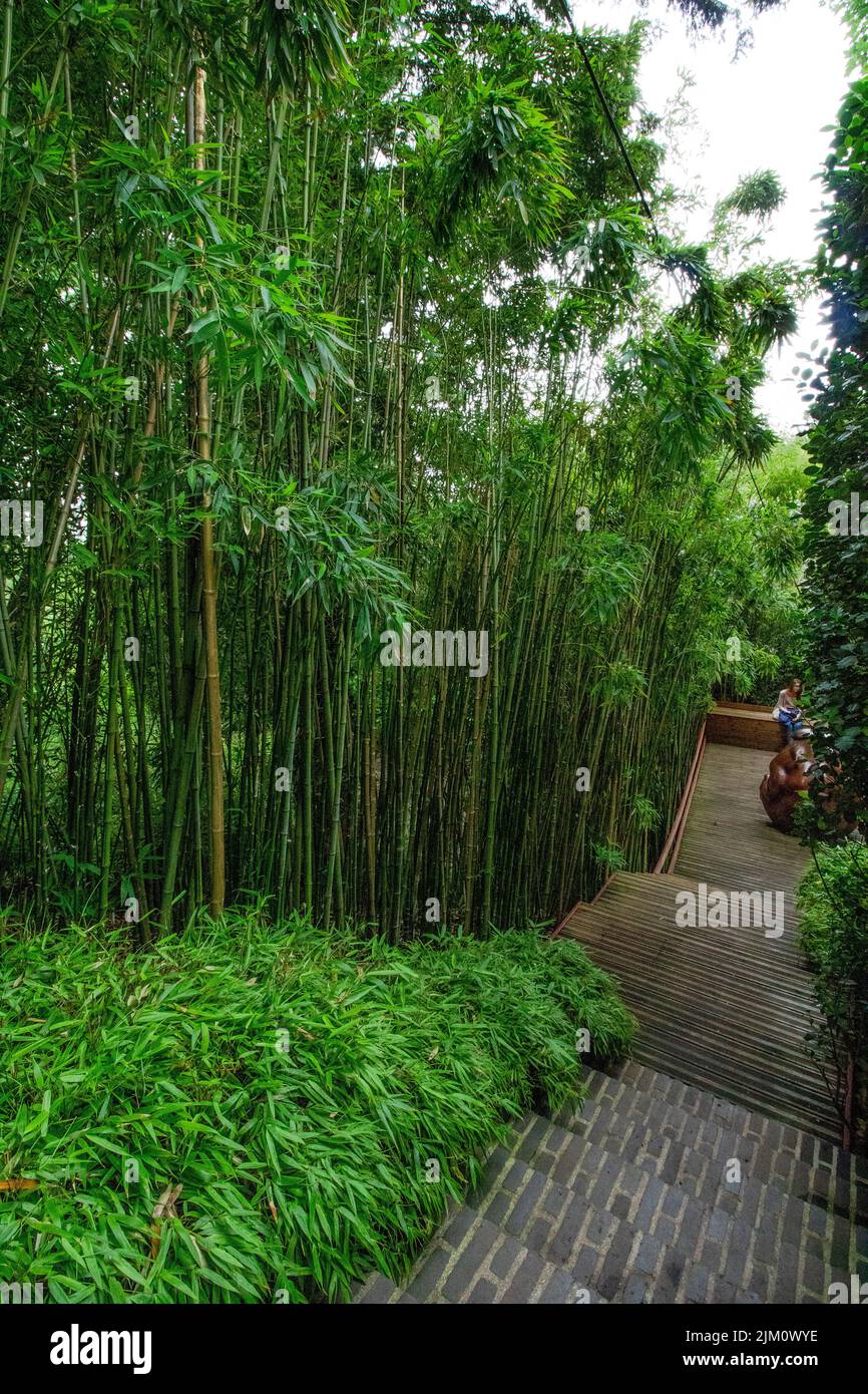 Bamboo forest path hi-res stock photography and images - Alamy
