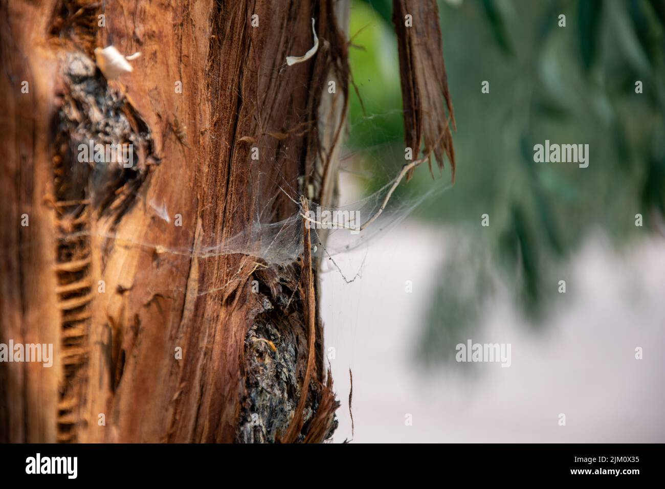 Spider in web outside hi-res stock photography and images - Alamy