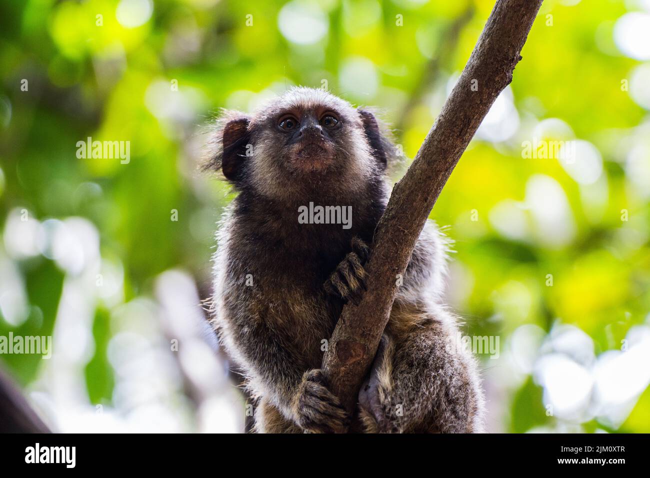 A closeup shot of a cute lemur animal on a tree in a blurred background ...