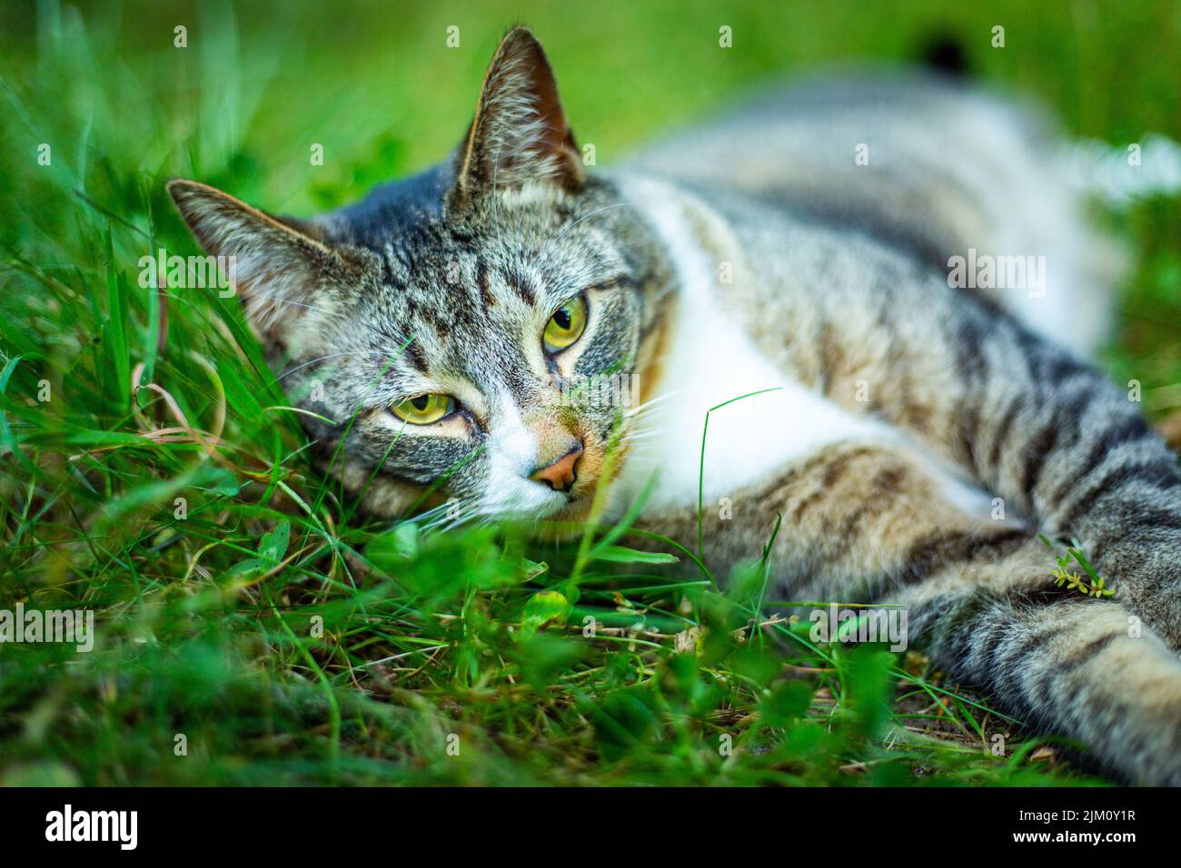 Beautiful cat on field hi-res stock photography and images - Alamy