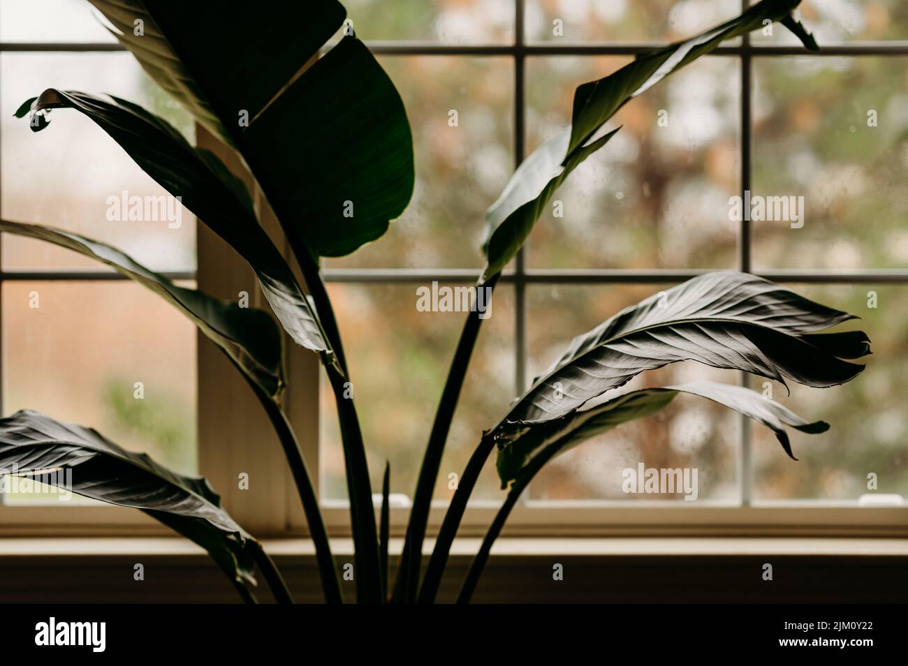 Window leaf plant hi-res stock photography and images - Alamy