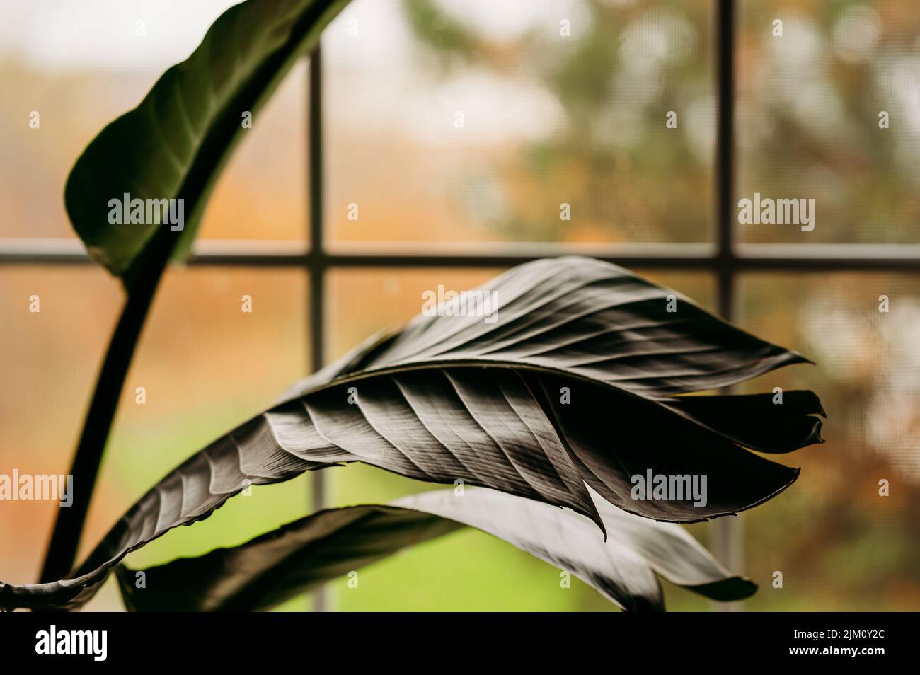 Window leaf plant hi-res stock photography and images - Alamy