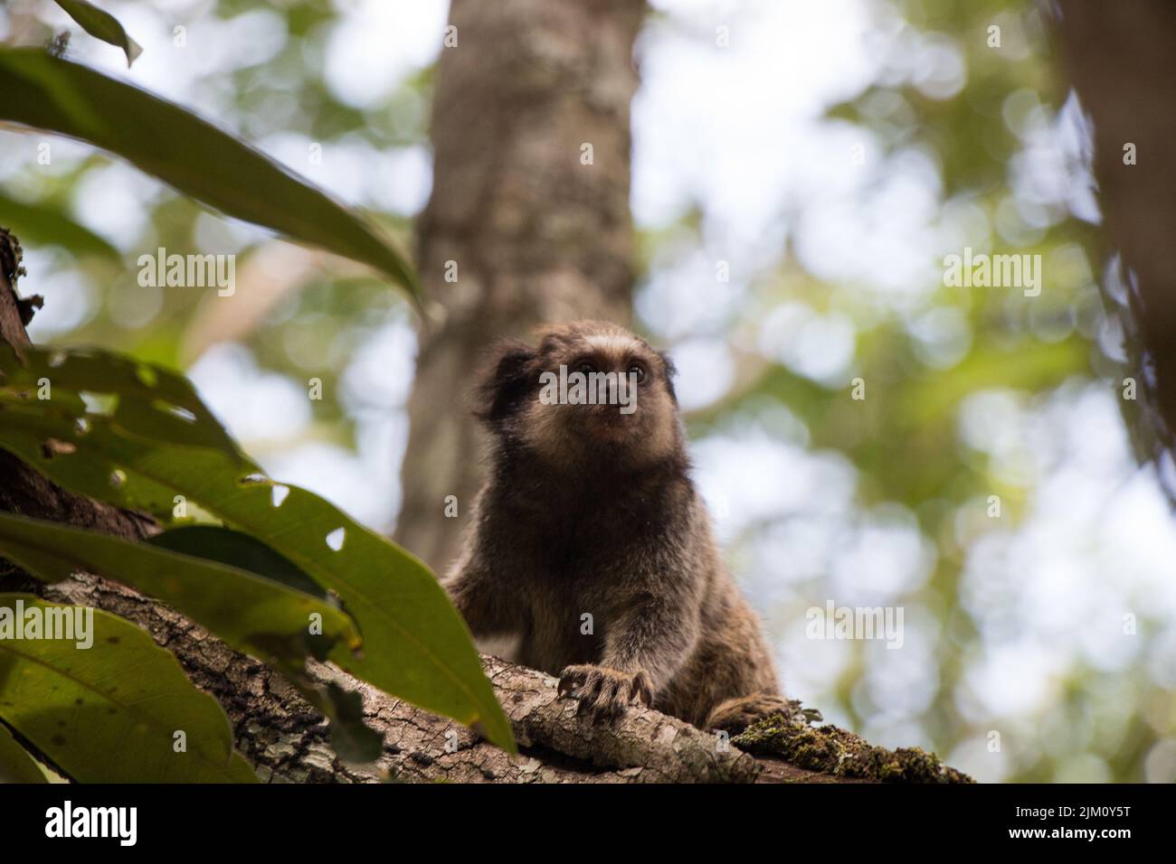A closeup portrait of a fluffy-eared marmoset sitting on a branch of a ...