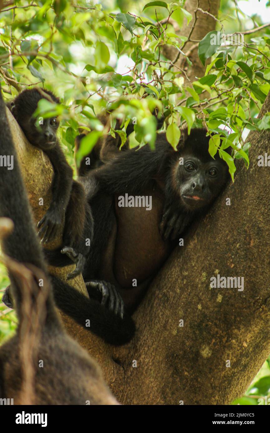 Baby gorilla tree hi-res stock photography and images - Alamy