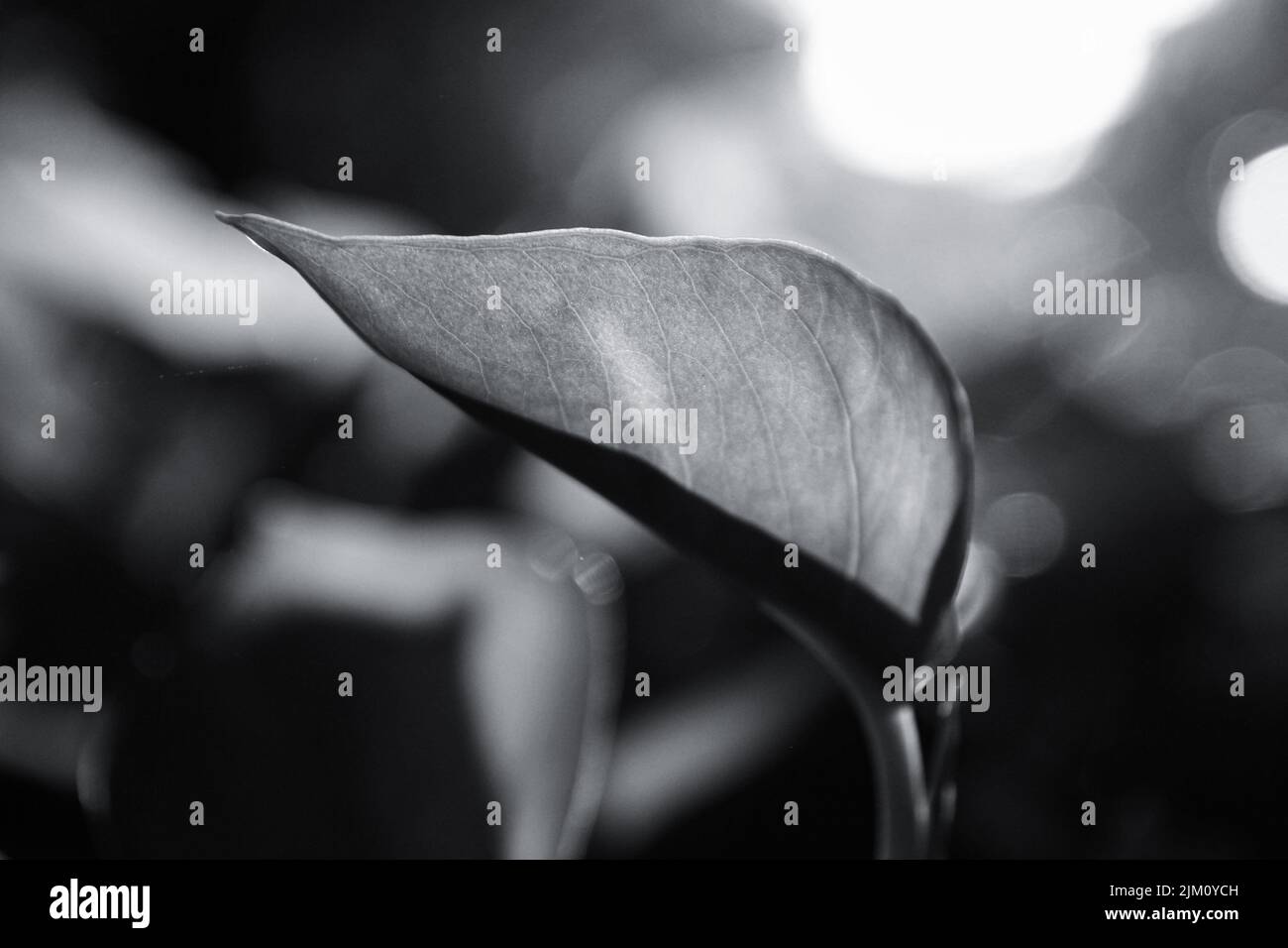 A grayscale of a leaf under the sunlight Stock Photo - Alamy