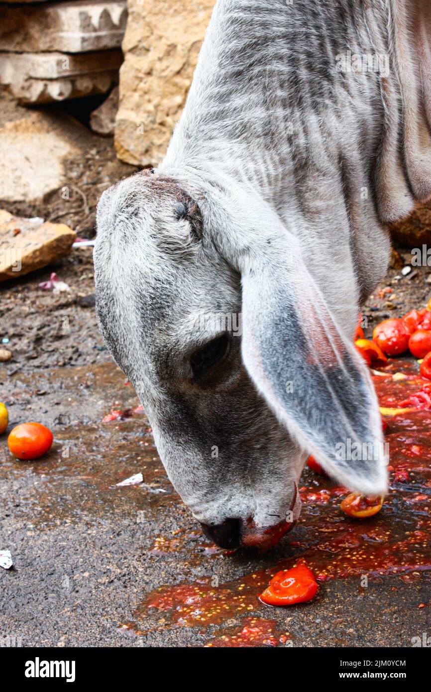 A goat eating smashed tomatoes from the ground Stock Photo - Alamy