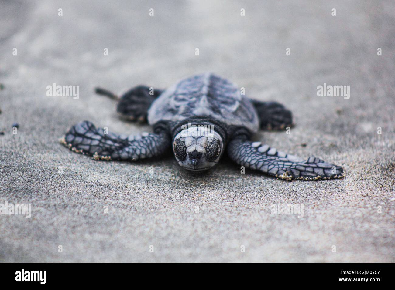 A selective of a small Cheloniidae turtle on a sandy beach Stock Photo ...