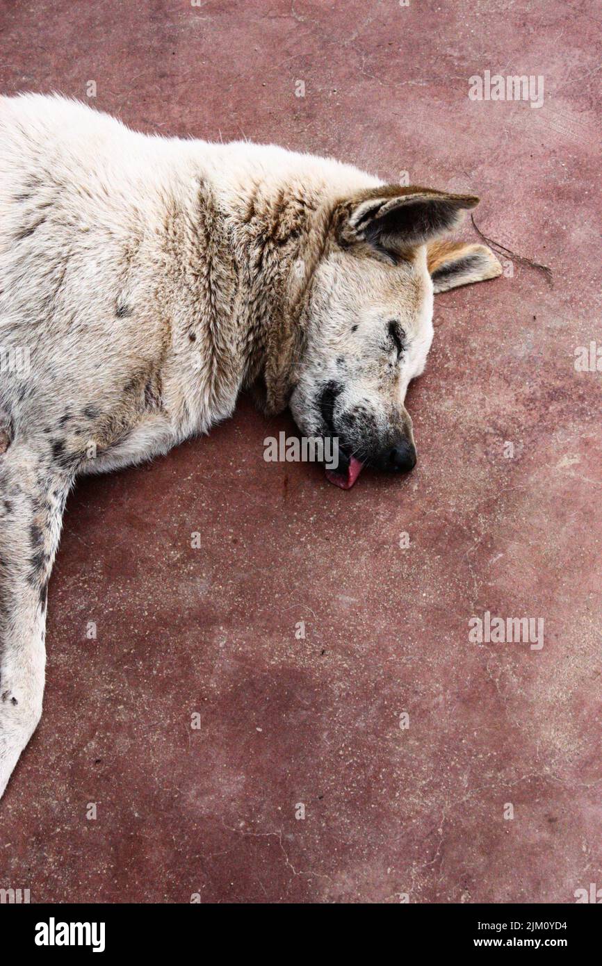A guarding dog sleeping on the ground of a yard Stock Photo - Alamy