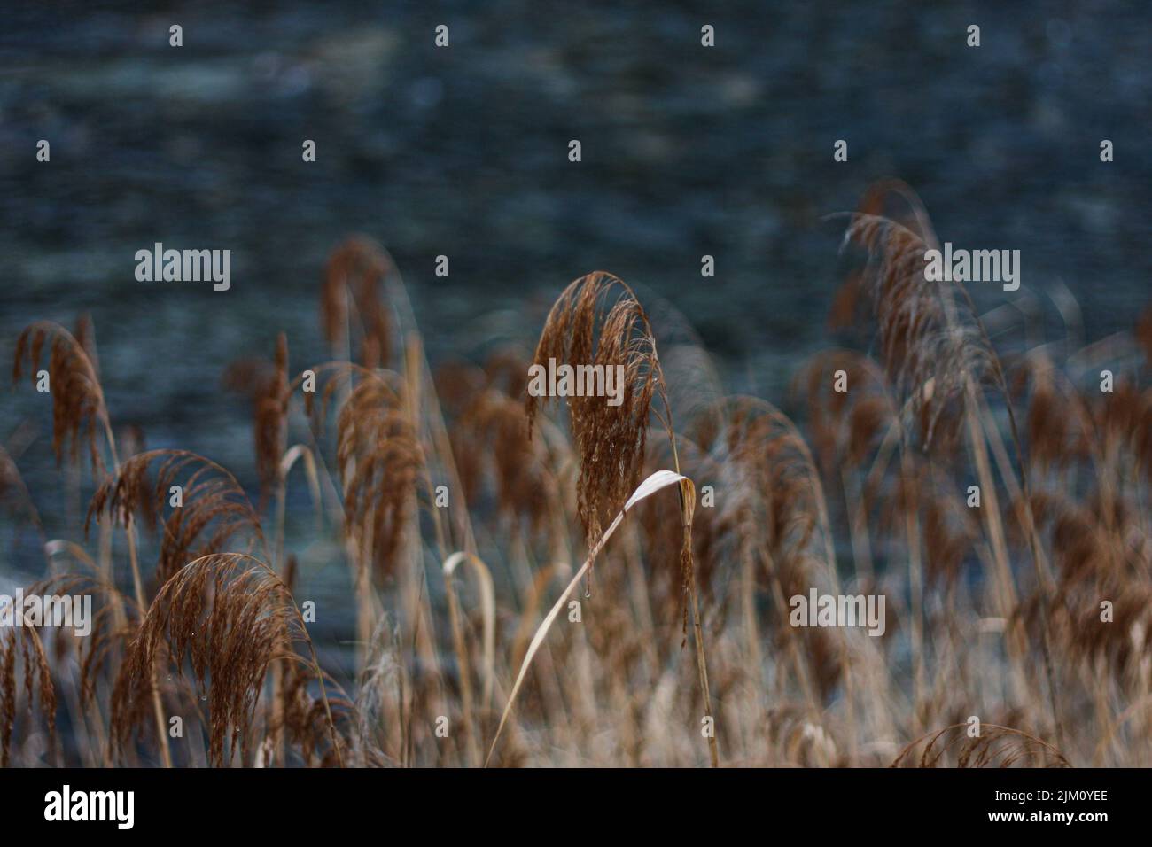 A selective of reeds in a field Stock Photo - Alamy