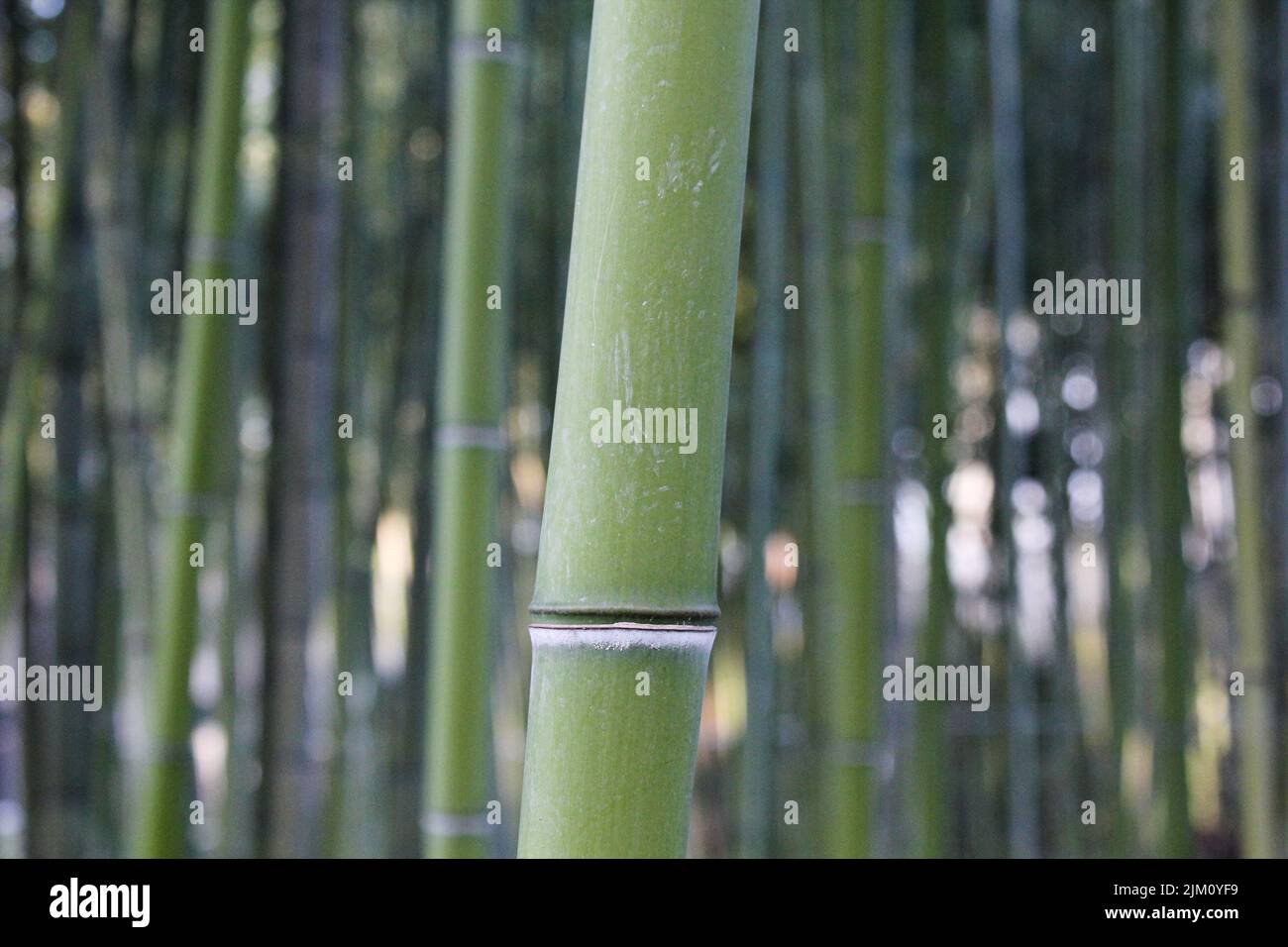 Tropical bamboo leaves hi-res stock photography and images - Alamy