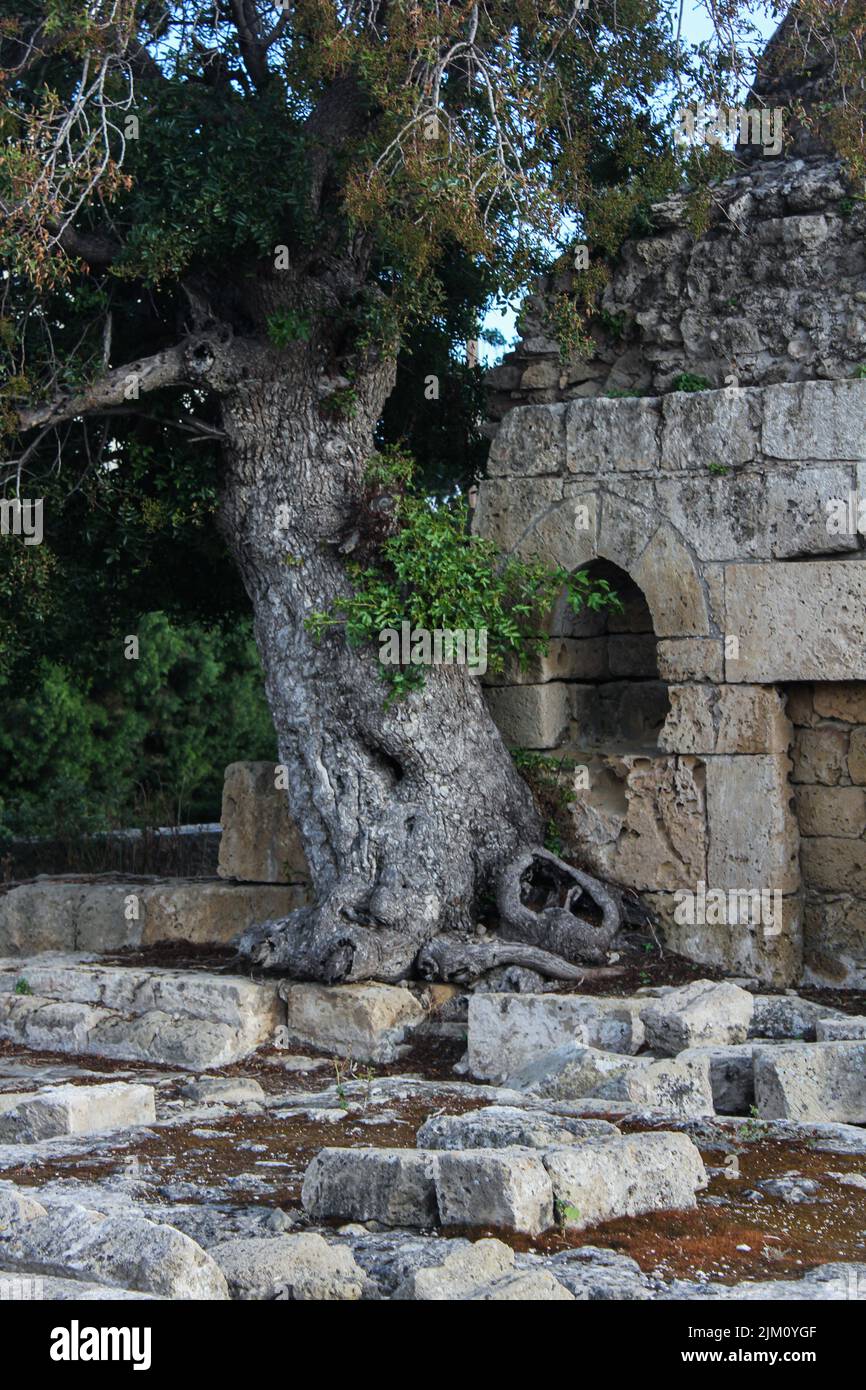 An old tree near an ancient ruins Stock Photo - Alamy