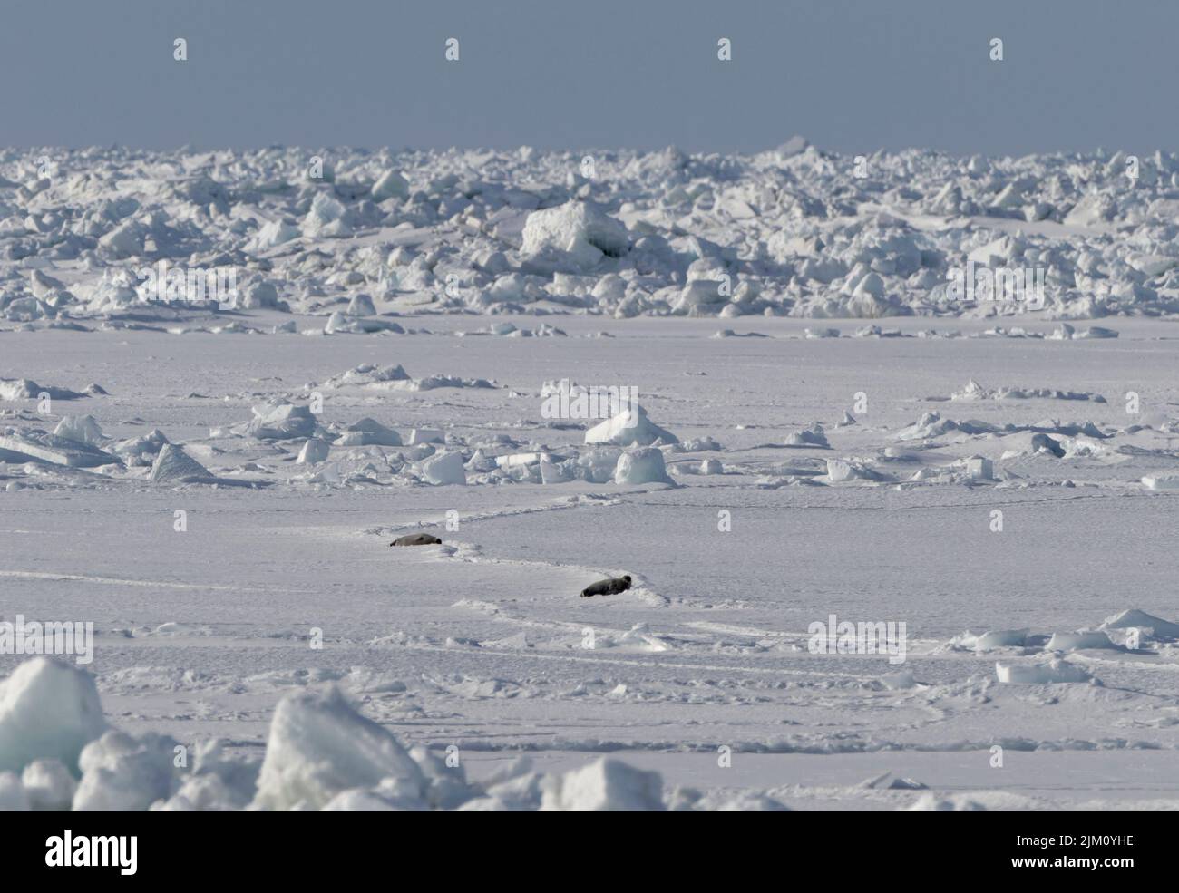 two seals sun tan between massive pack ice on canadian Beaufort Sea ...