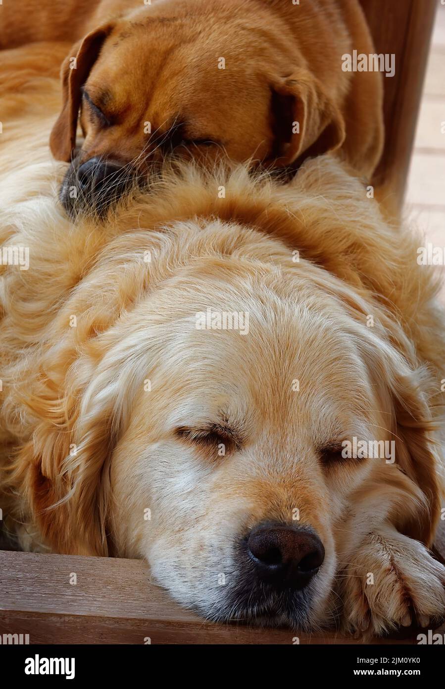 A vertical closeup portrait of a golden retriever and a brown pugl ...