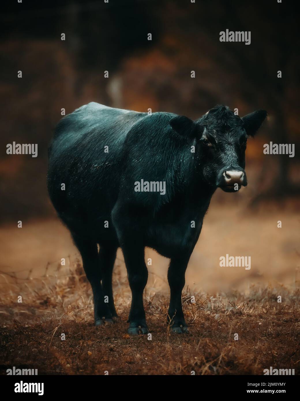 A selective of a black cow in a forest Stock Photo - Alamy