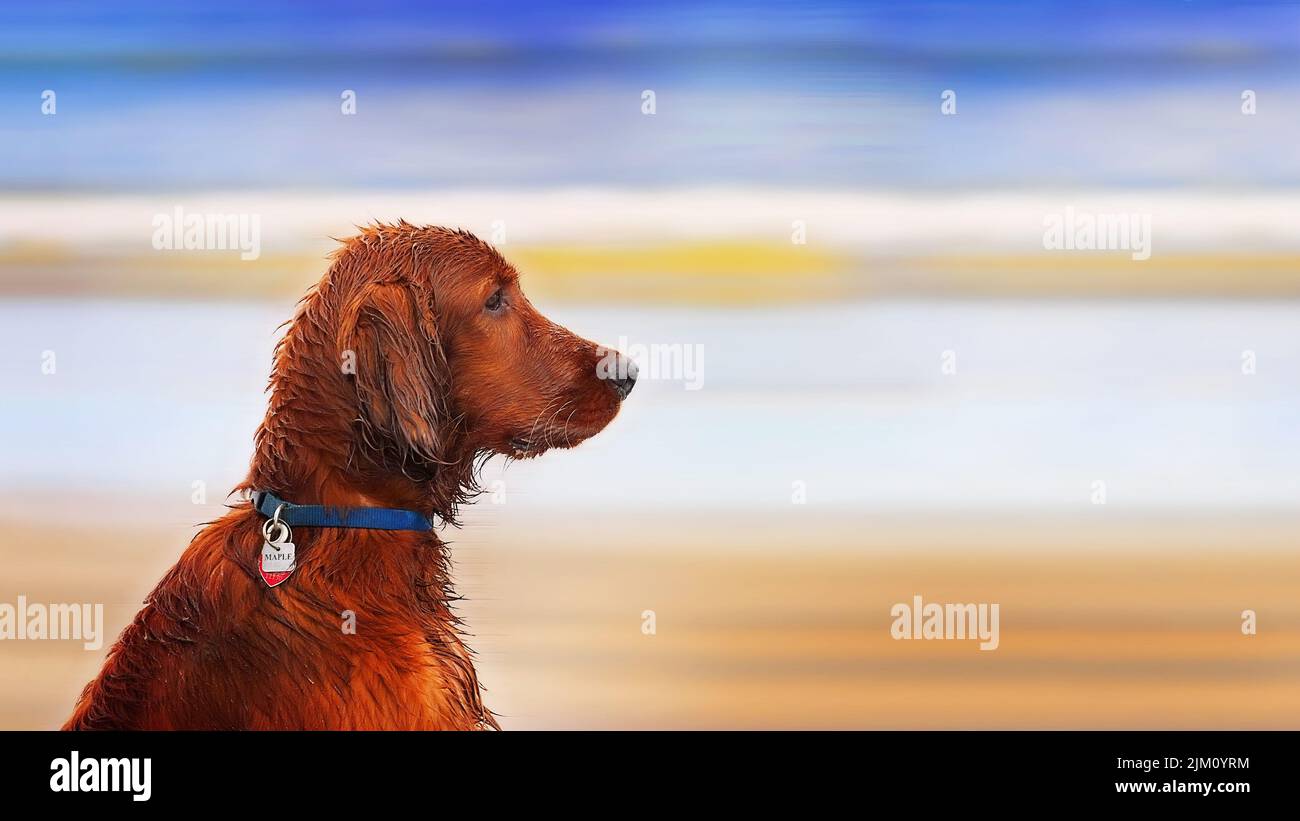 A closeup of an Irish setter seen from a profile,looking straight ...