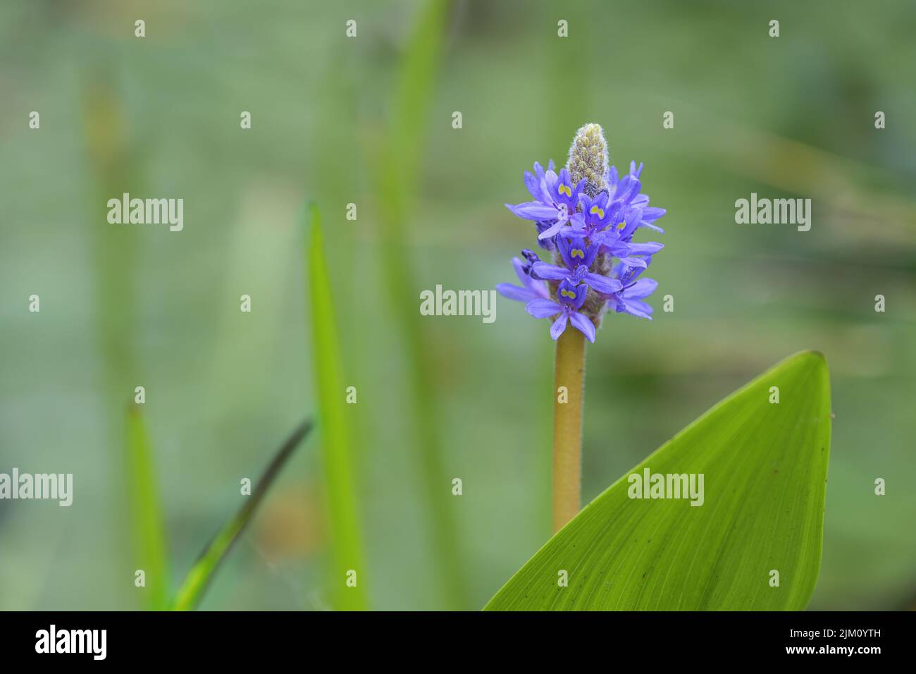 Purple blue inflorescence of pickerelweed (Pontederia cordata), aquatic ...
