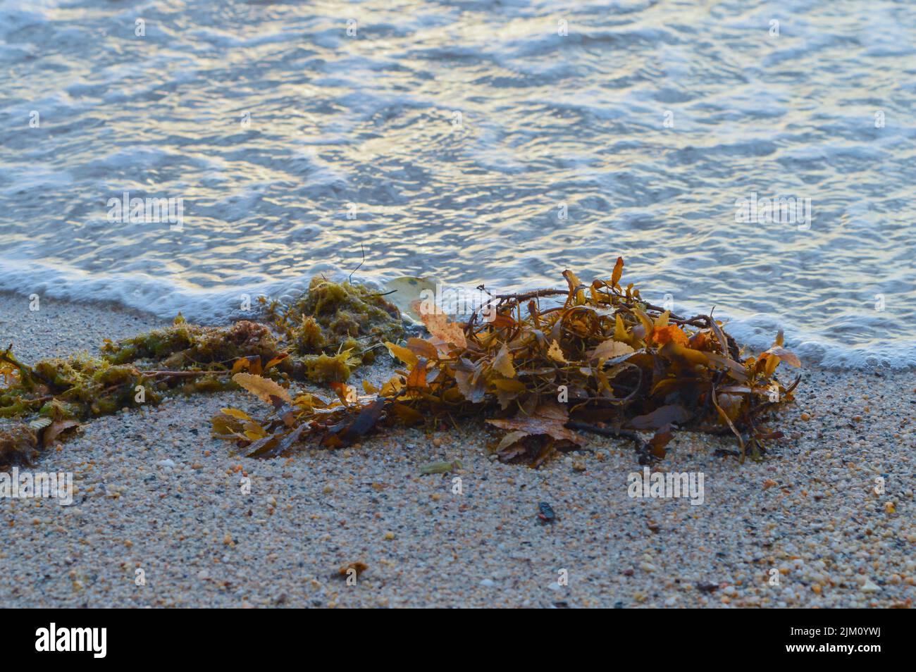 sea plants carried by the waves to the beach. sunny weather on the ...