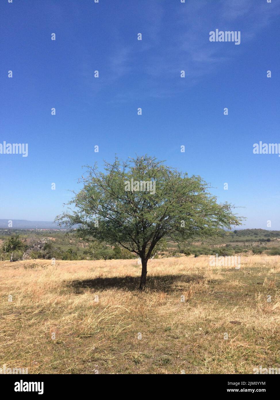 Golden dry field hi-res stock photography and images - Alamy