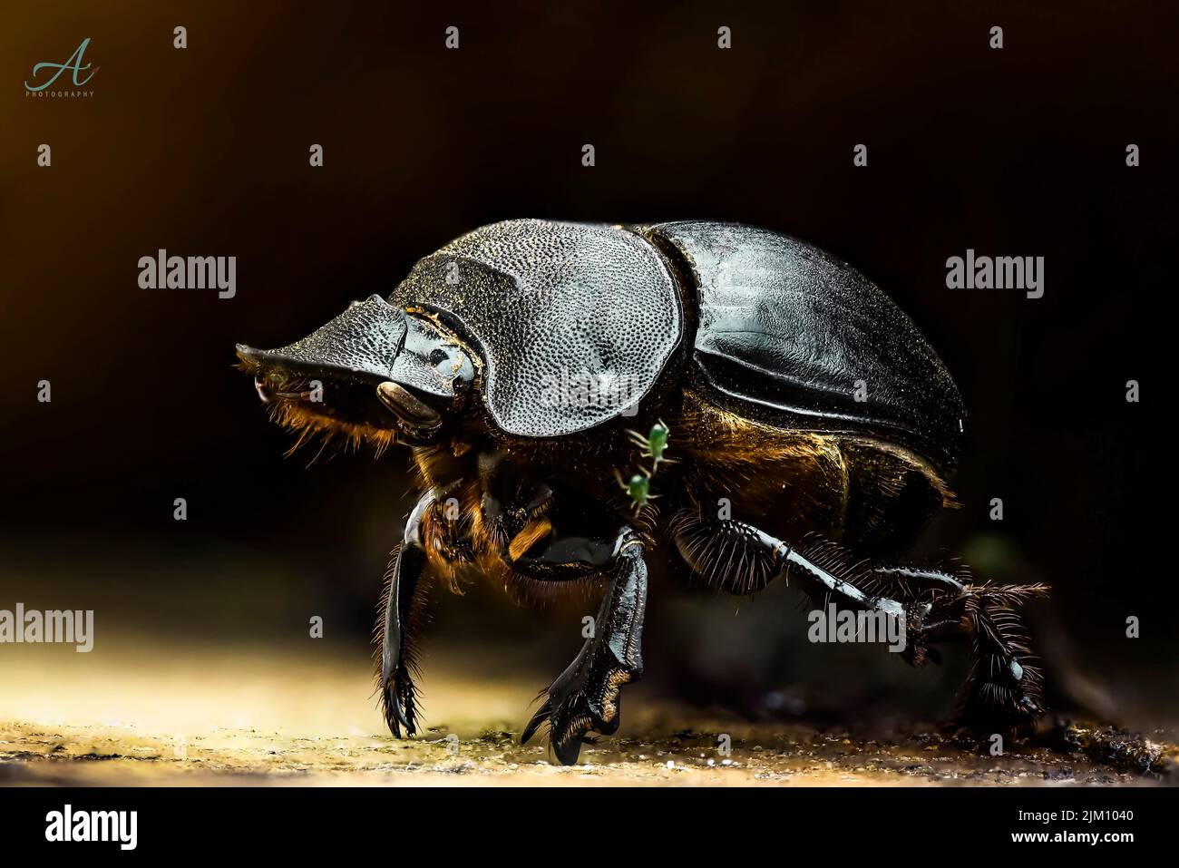 Dung bug hi-res stock photography and images - Alamy
