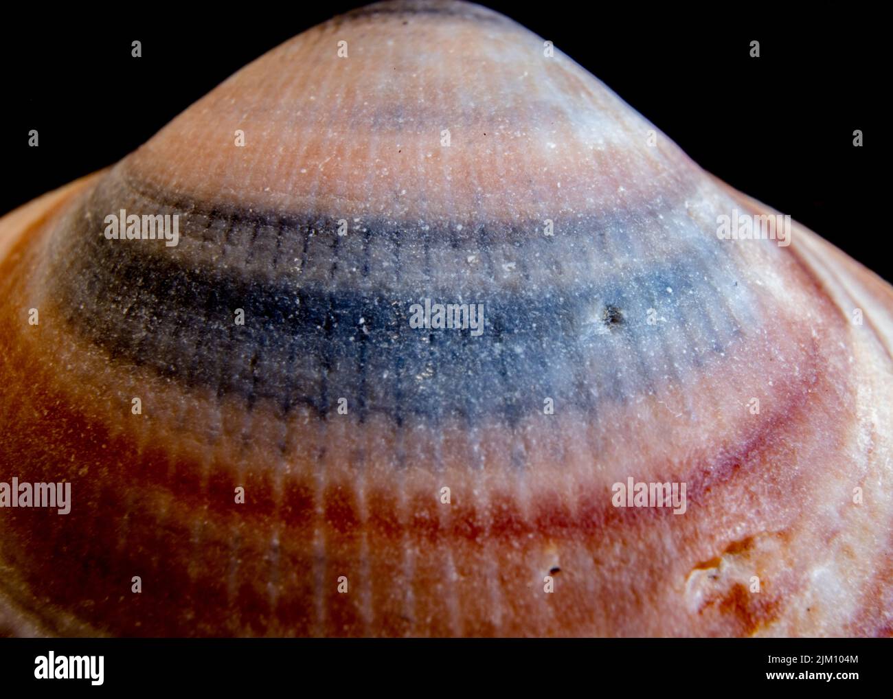 Oyster shell texture hi-res stock photography and images - Alamy