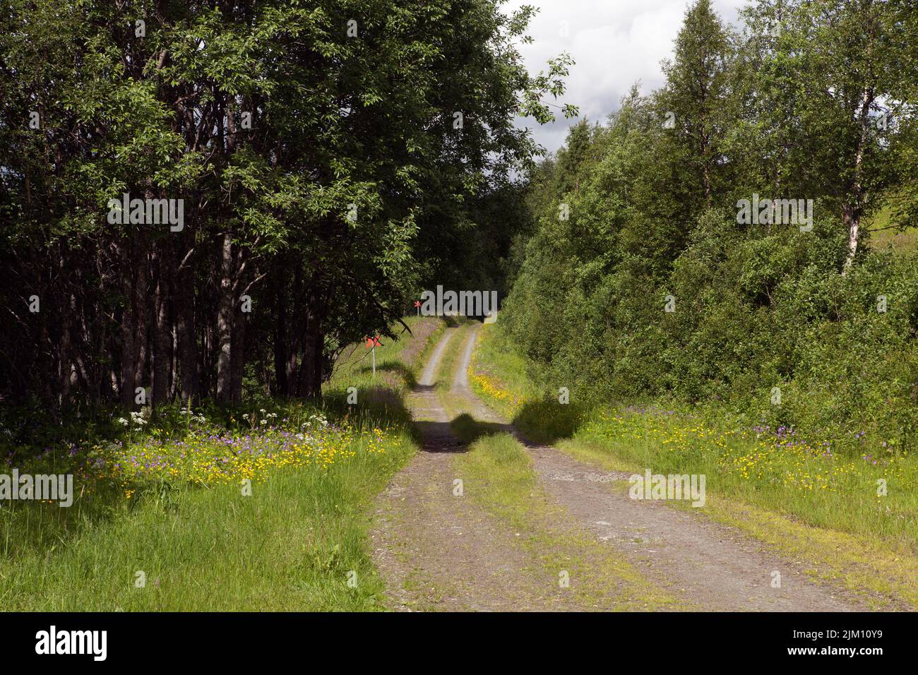 Country road, path surrounded by flowers and trees. Shadows and summer ...