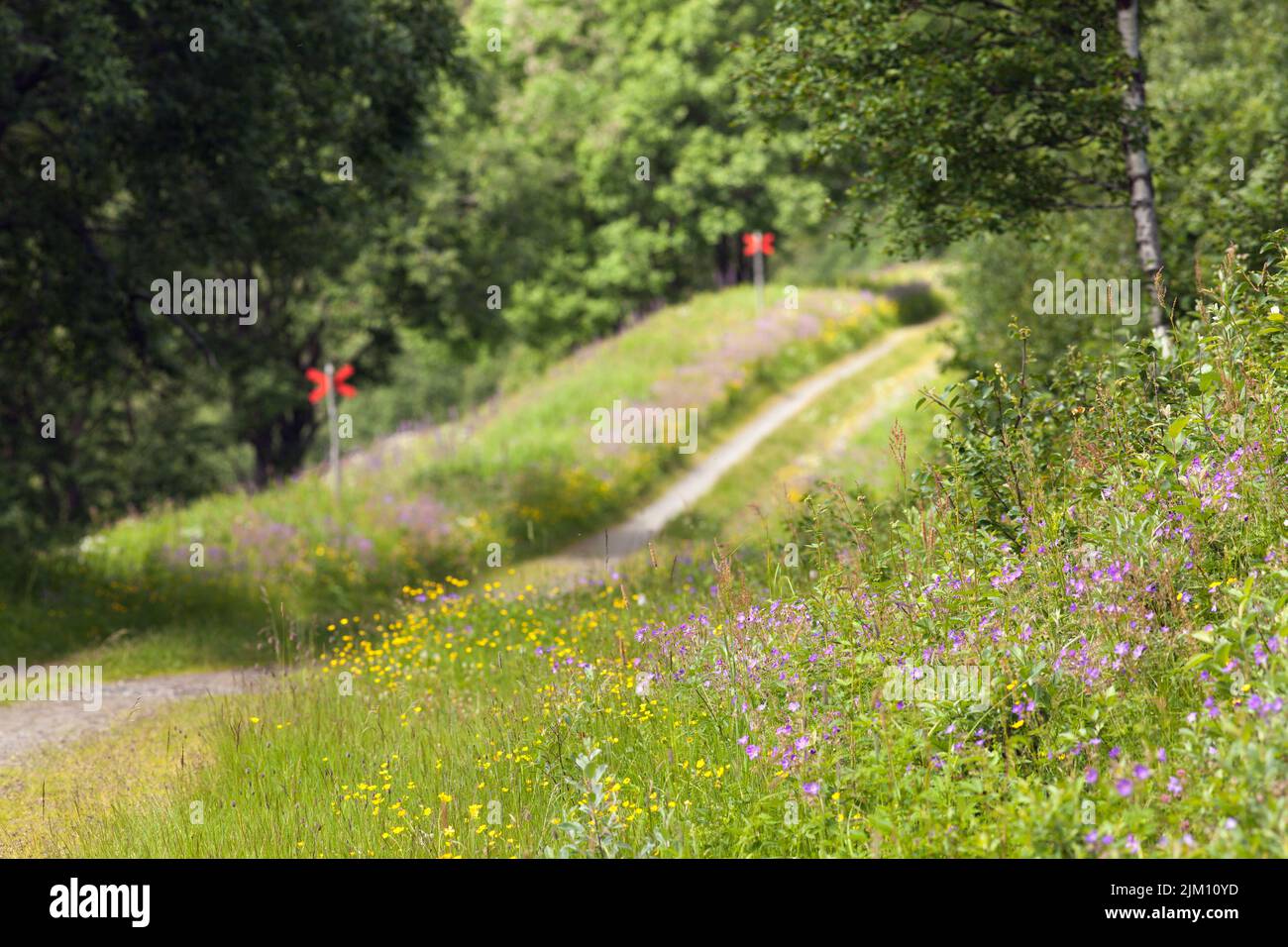 Country road, path surrounded by flowers and trees. Shadows and summer ...