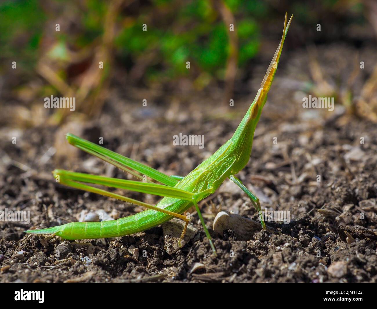 Green insect Acrida ungarica sits on the ground on a sunny day ...