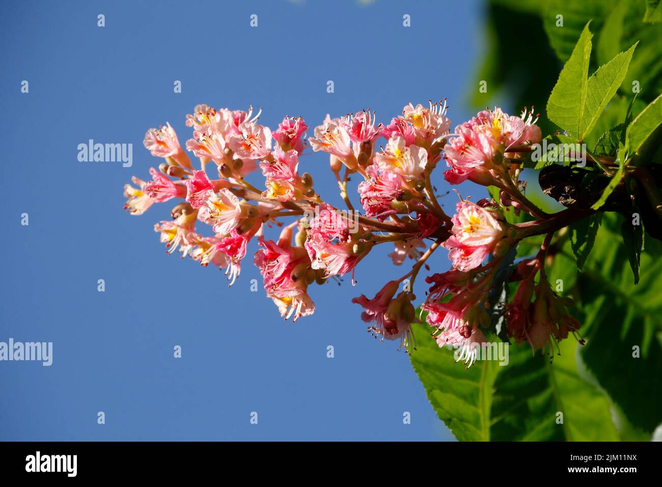 Red chestnut flowers on tree branches, Germany Stock Photo - Alamy