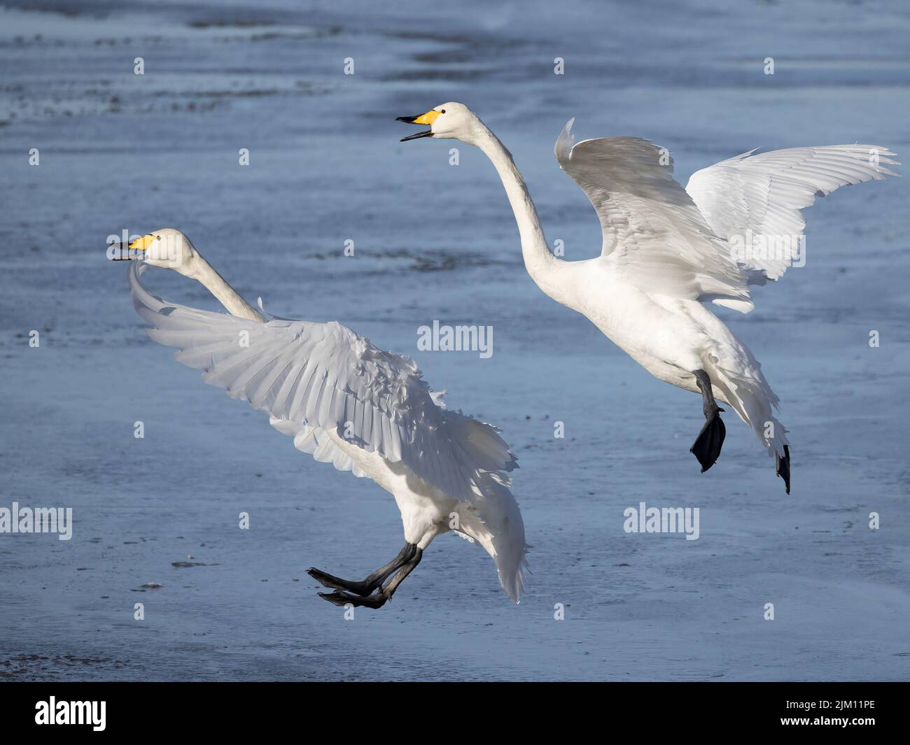 Two whooper swans cygnus hi-res stock photography and images - Alamy