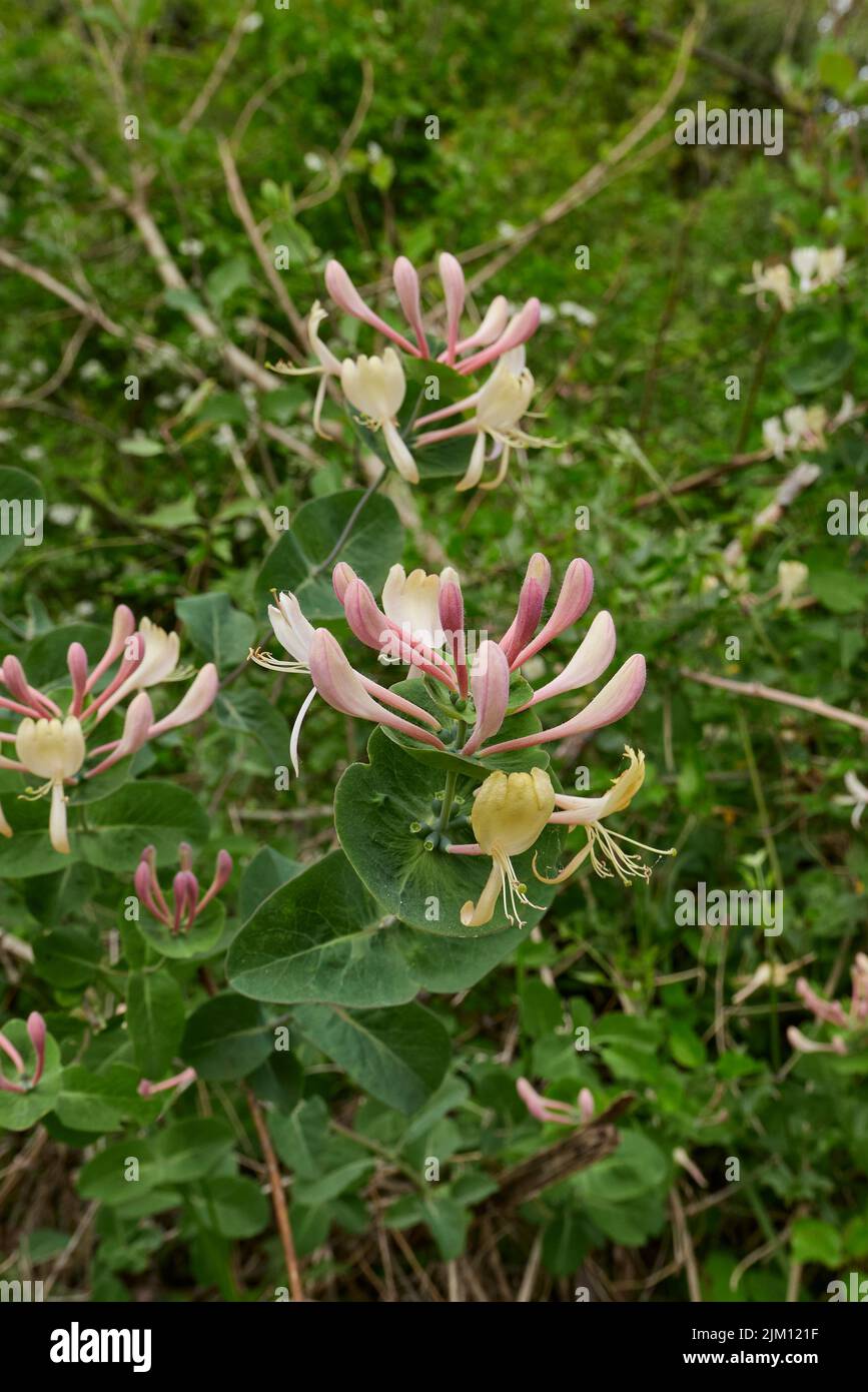 Lonicera caprifolium shrub in bloom Stock Photo - Alamy