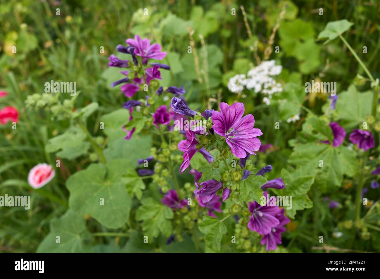 Malva sylvestris purple flower Stock Photo - Alamy