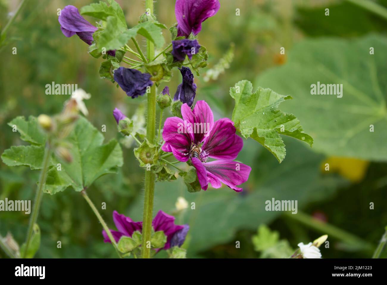 Malva sylvestris purple flower Stock Photo - Alamy