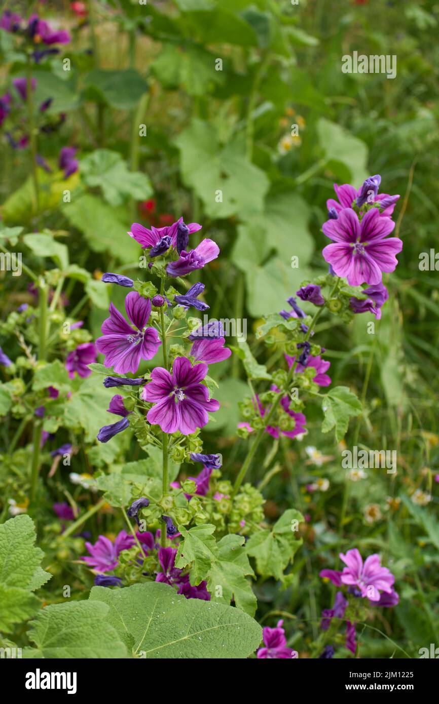Malva sylvestris purple flower Stock Photo - Alamy