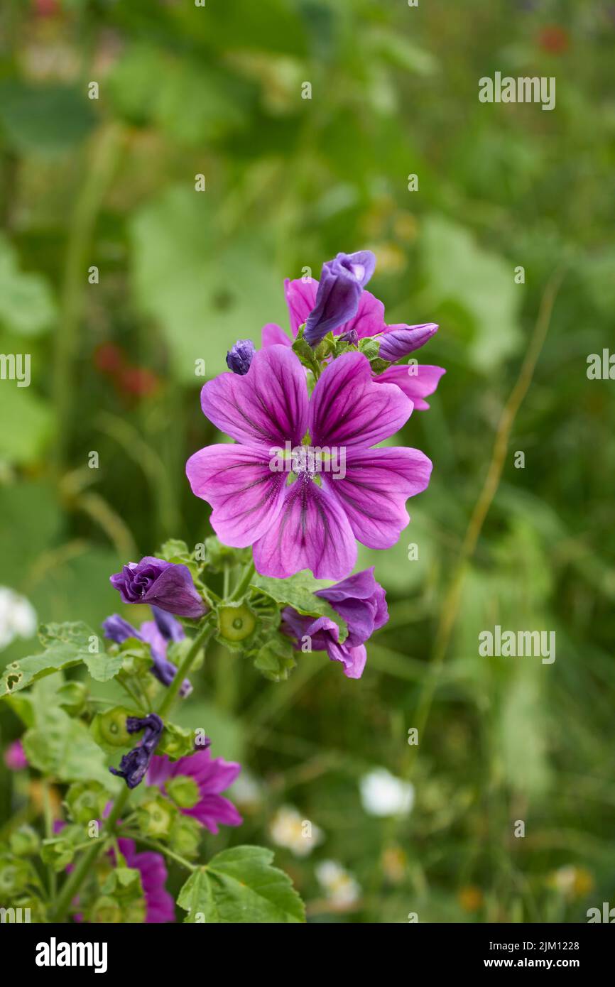 Malva sylvestris purple flower Stock Photo - Alamy