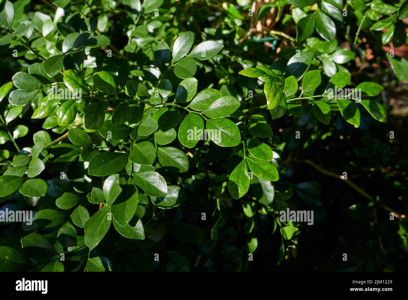 Murraya paniculata rutaceae hi-res stock photography and images - Alamy