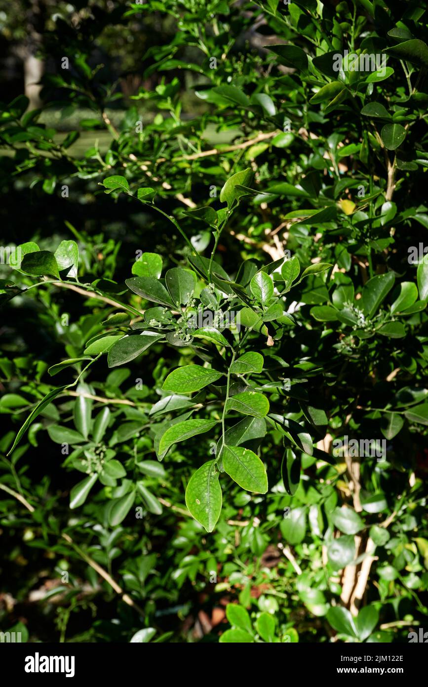 Murraya paniculata fresh leaves Stock Photo - Alamy