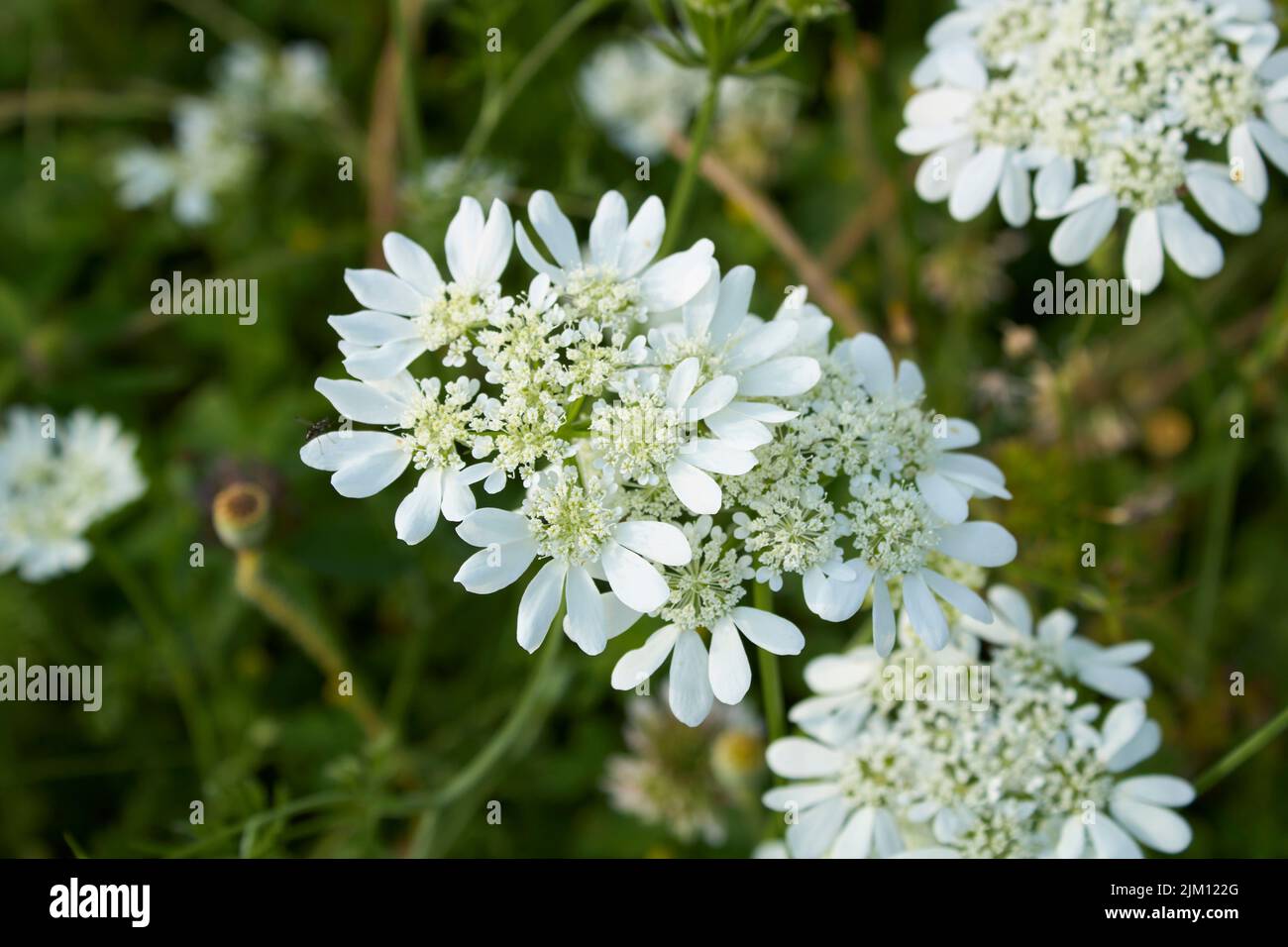 Orlaya grandiflora white flower close up Stock Photo - Alamy