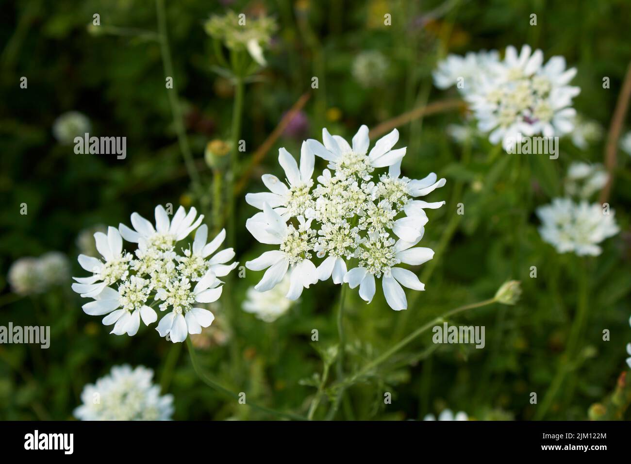 Orlaya grandiflora white flower close up Stock Photo - Alamy