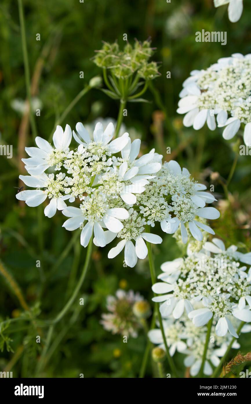 Orlaya grandiflora white flower close up Stock Photo - Alamy