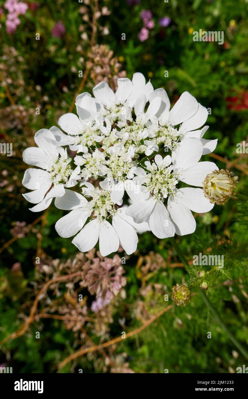 Orlaya grandiflora white flower close up Stock Photo - Alamy