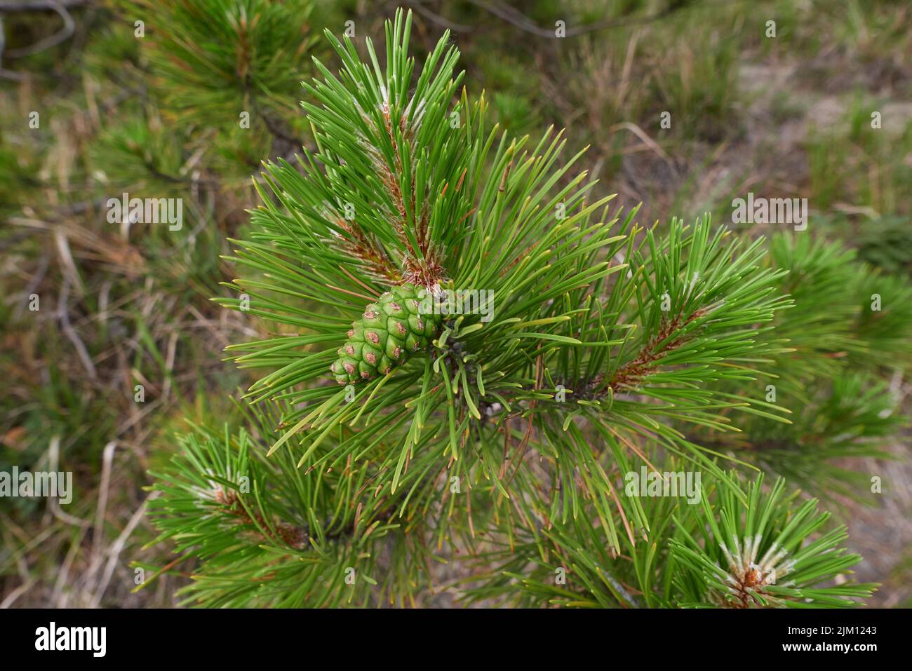 Pinus nigra cone hi-res stock photography and images - Alamy