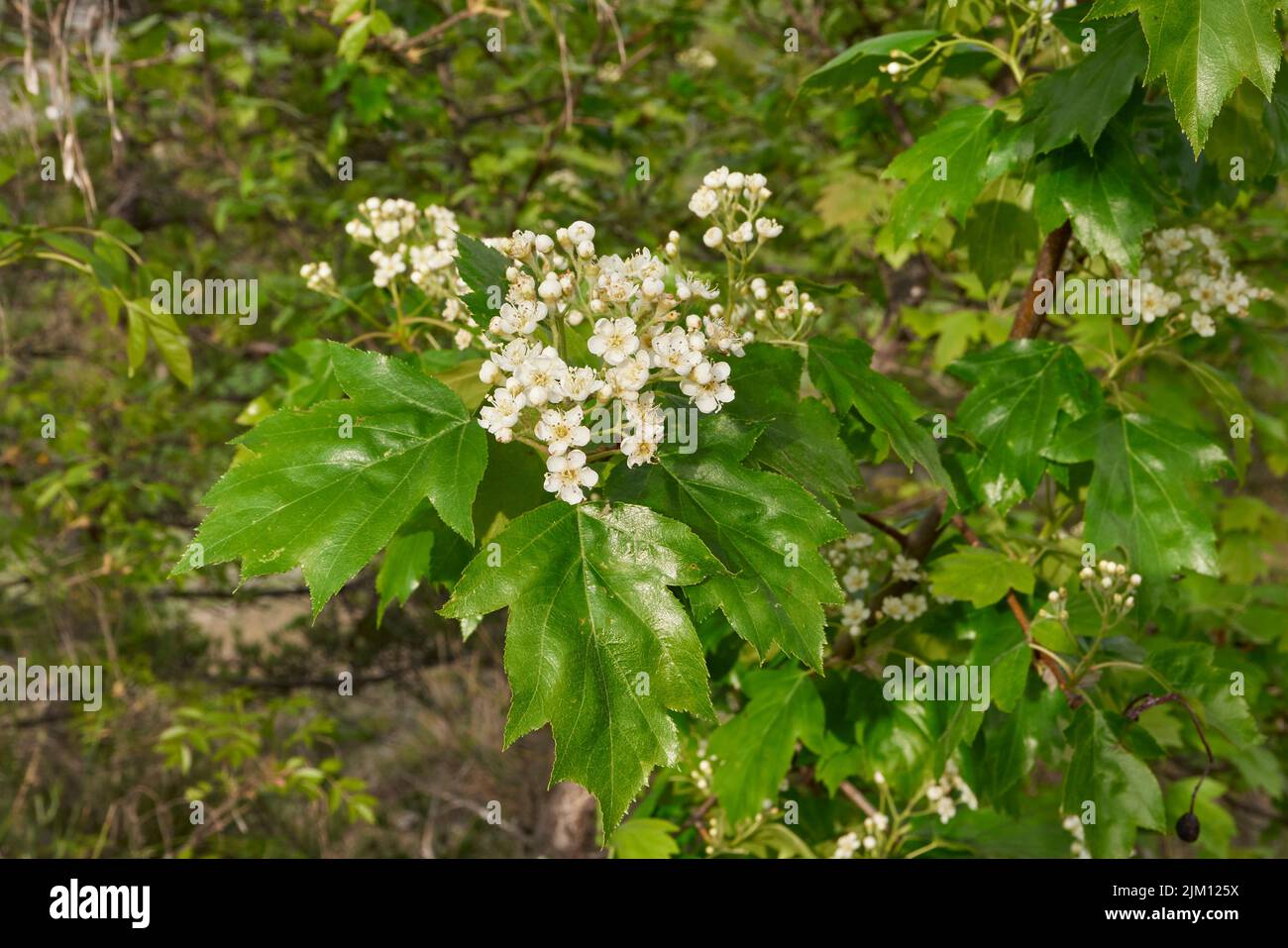 Sorbus torminalis shrub in bloom Stock Photo - Alamy