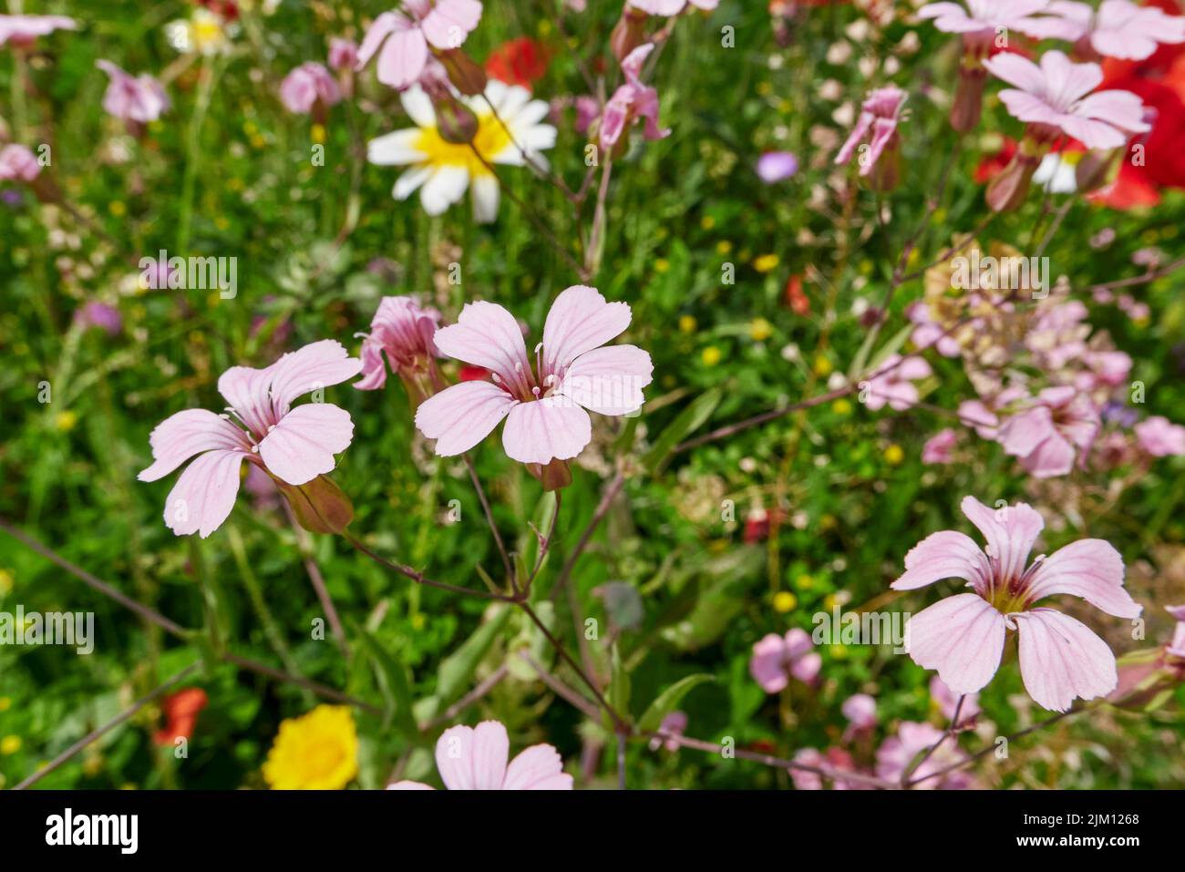 Vaccaria hispanica pink inflorescence Stock Photo - Alamy