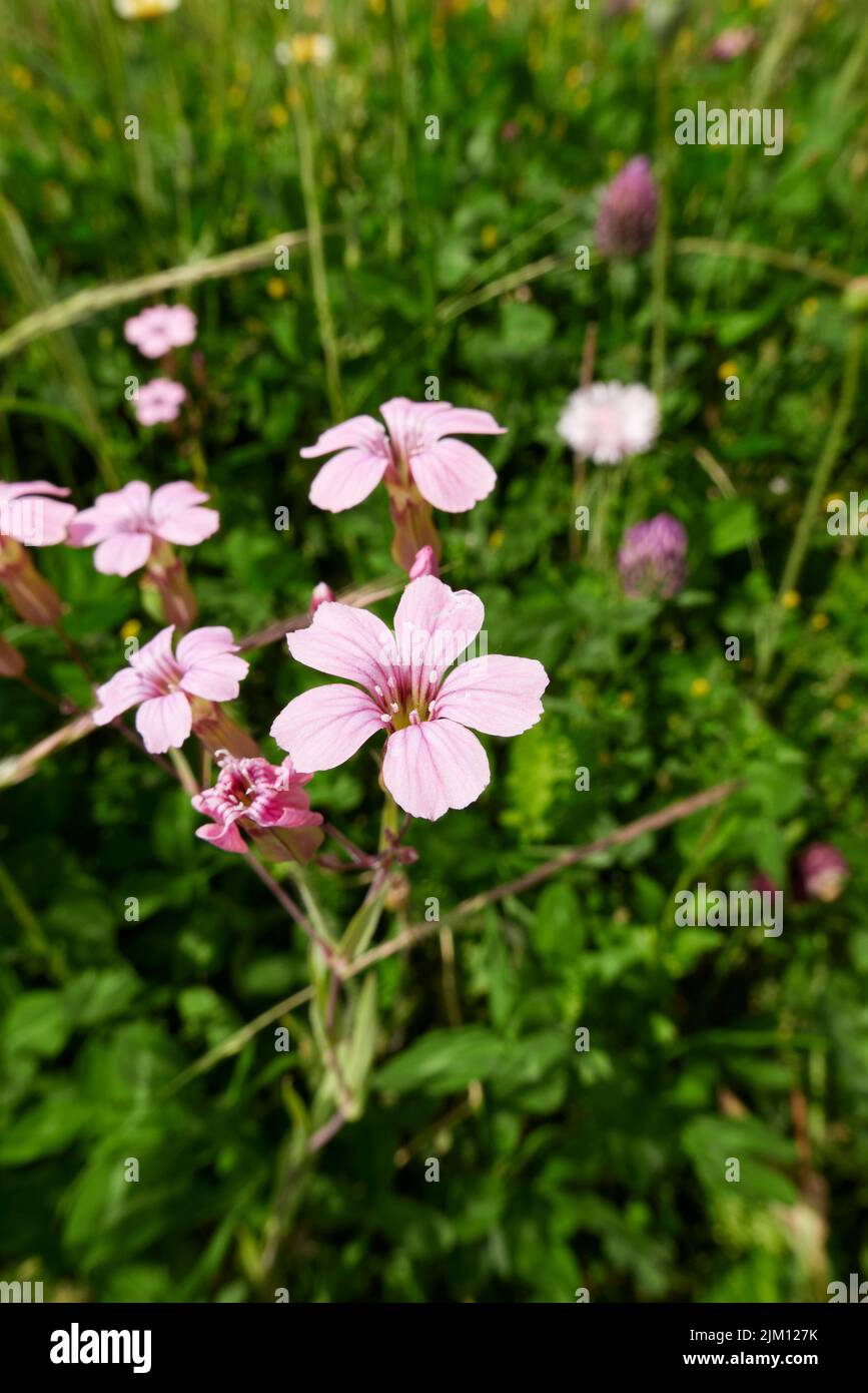 Vaccaria hispanica pink inflorescence Stock Photo - Alamy